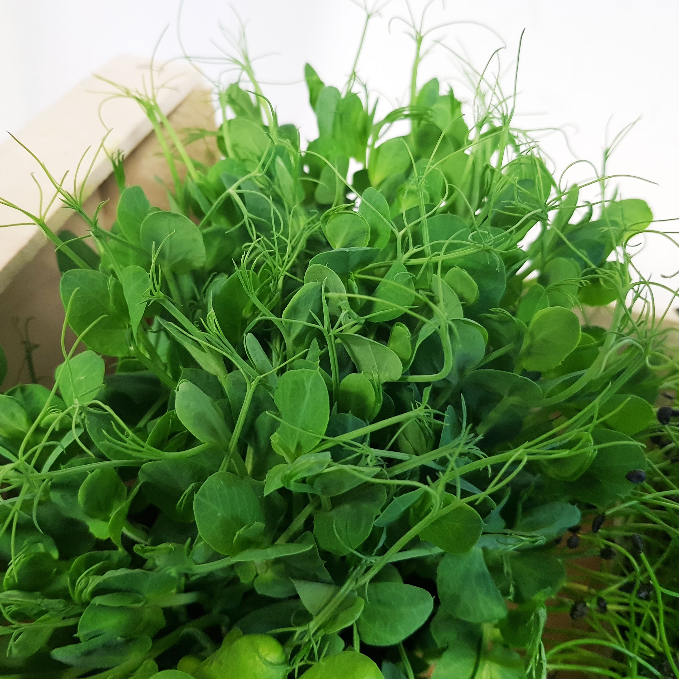 Micro-pousse - Biocoop CABA - Magasin Bio Angers