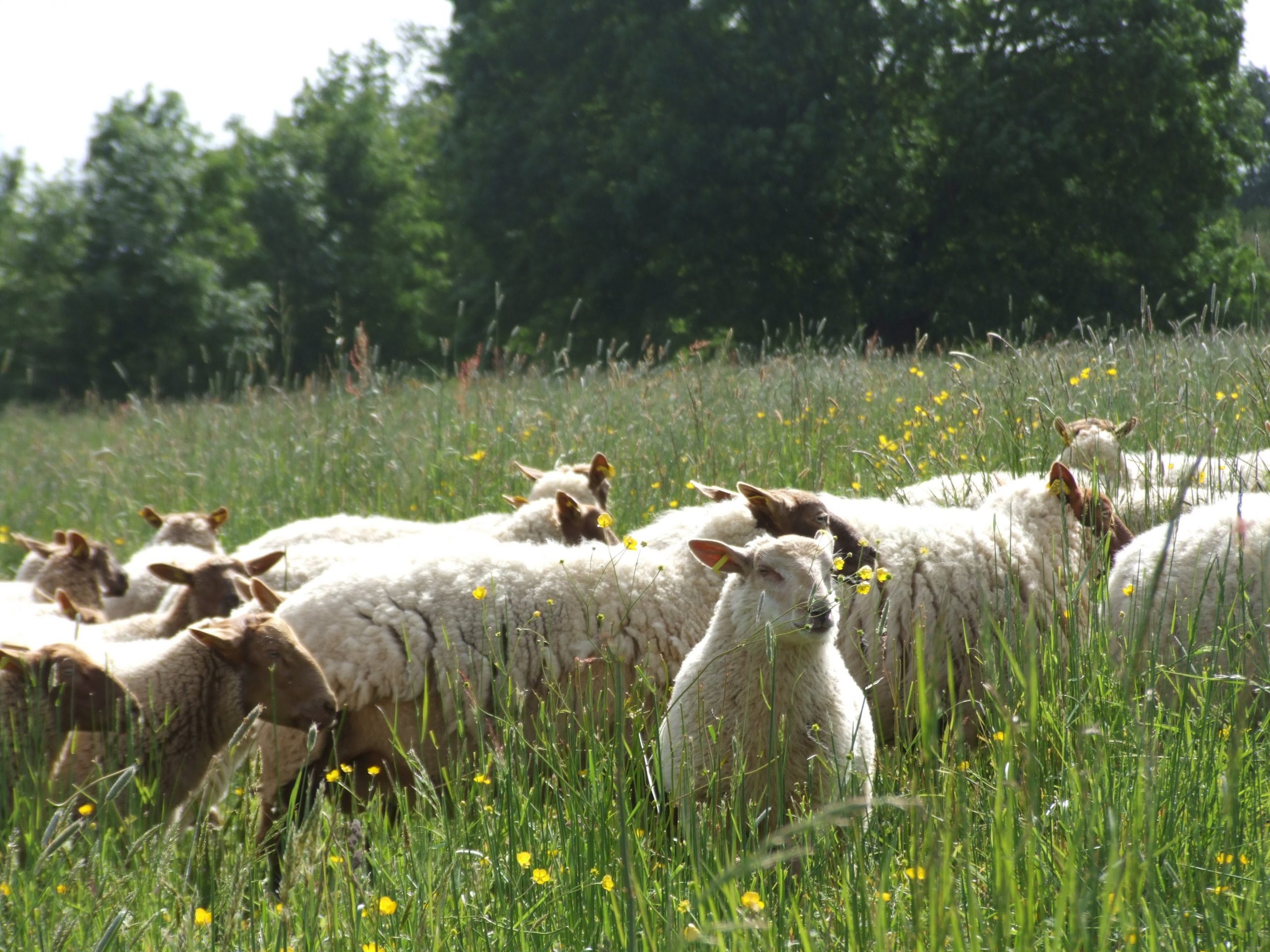 Visite au Gaec des Brebis Anjouées - Biocoop CABA - Magasin Bio Angers