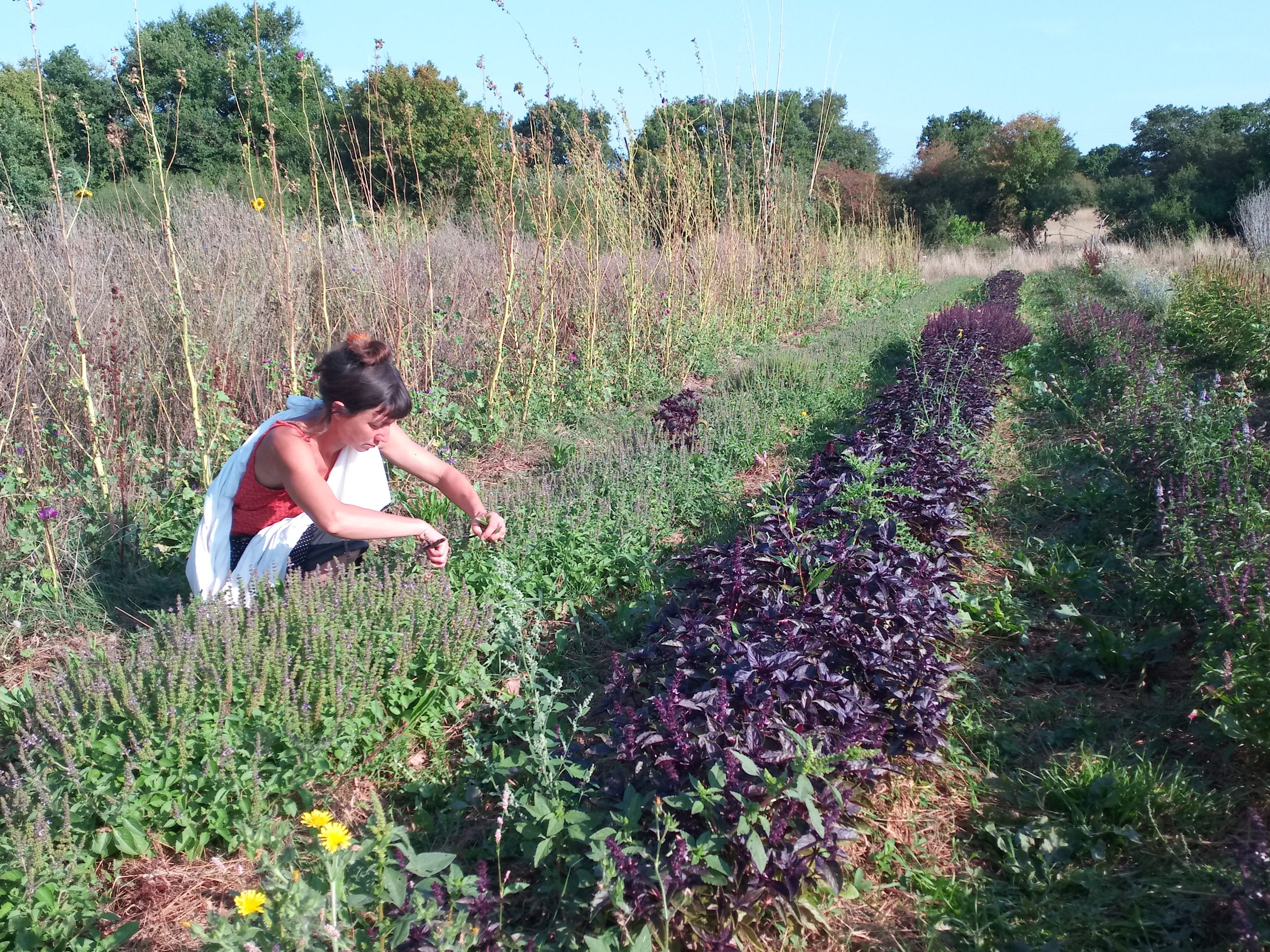 Visite de La Ferme des Chevèches - Biocoop CABA - Magasin Bio Angers